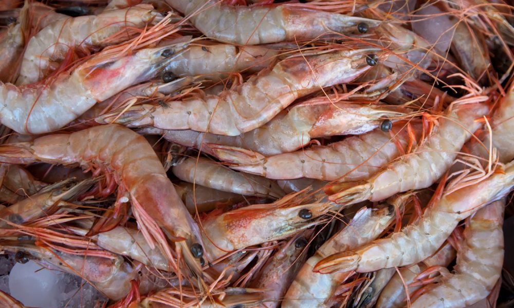 El camarón ecuatoriano no entrará a México, señala Rocha Moya - Punto MX