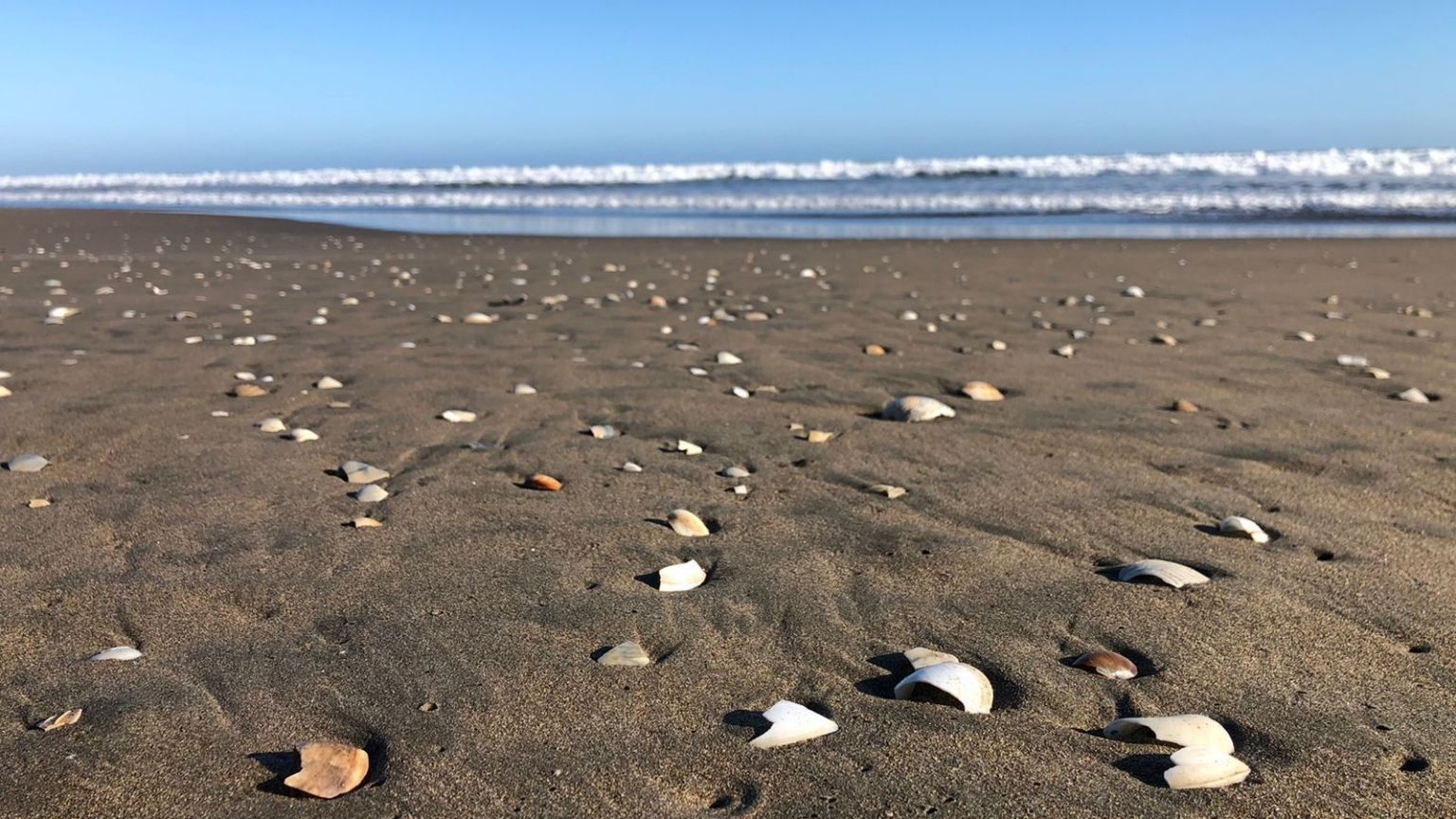 Sorprende Guasave con sus playas y avistamiento de delfines y aves ...