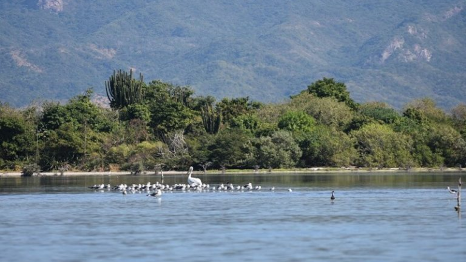 Escuinapa presumirá pirámide de conchas en paseos turísticos - Punto MX