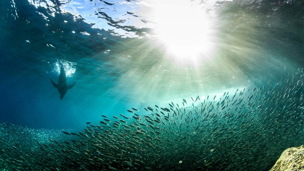 Mar de Cortés, el Acuario del Mundo, la nueva marca del Pacífico ...