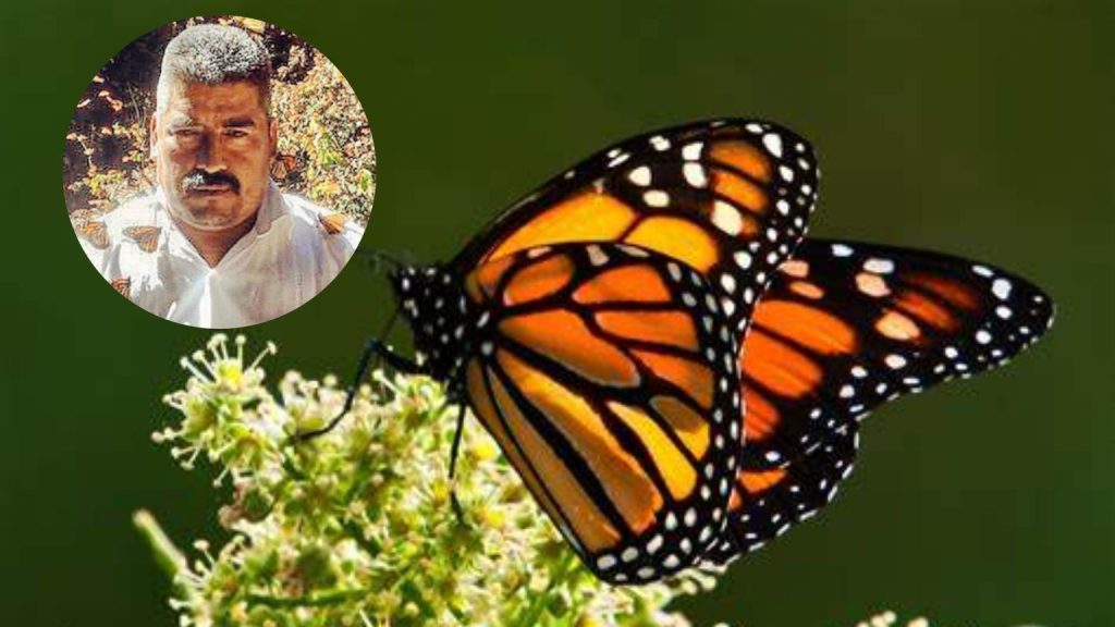 ‘El Guardián’ de la mariposa monarca tendrá su serie en Netflix - Punto MX