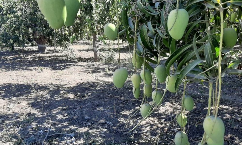 Productores del sur esperan cosechar mango de exportación - Punto MX