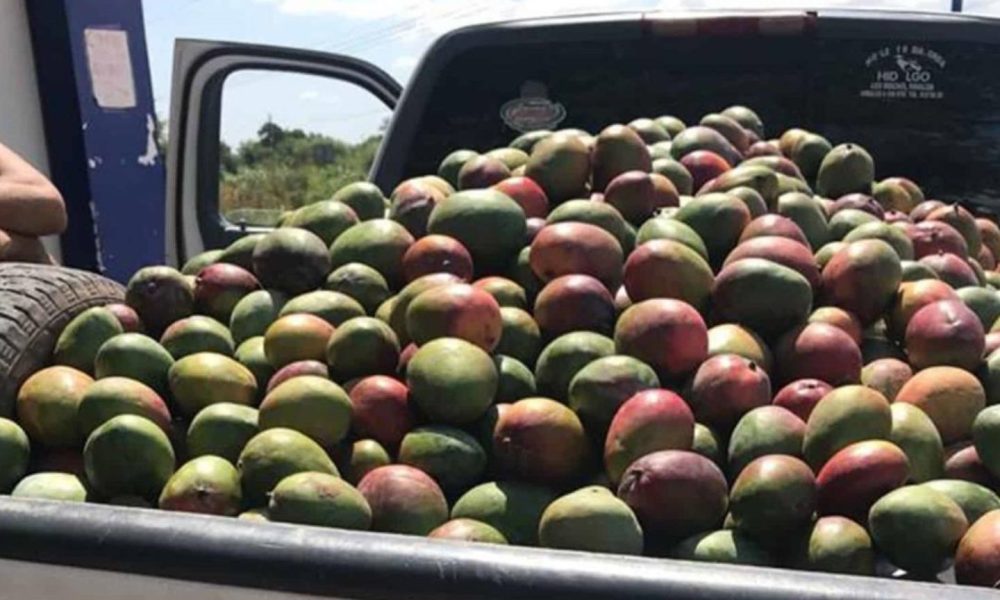 Les va bien a productores de mango con la exportación - Punto MX