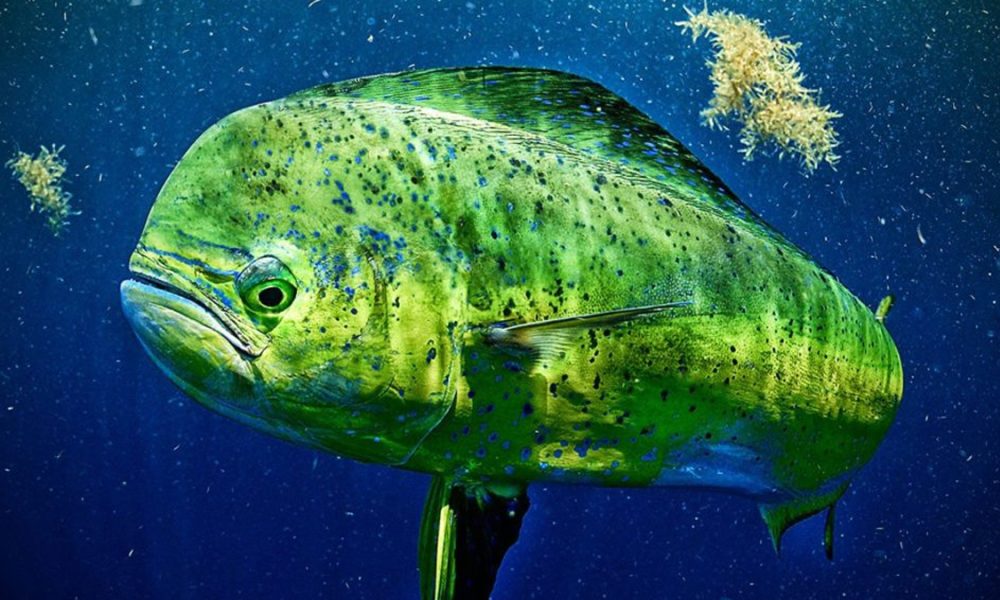 Evalúan legalizar la pesca del Dorado en México - Punto MX