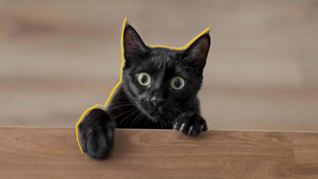 Salud de 'michis': Estas son las enfermedades parasitarias en gatos ...