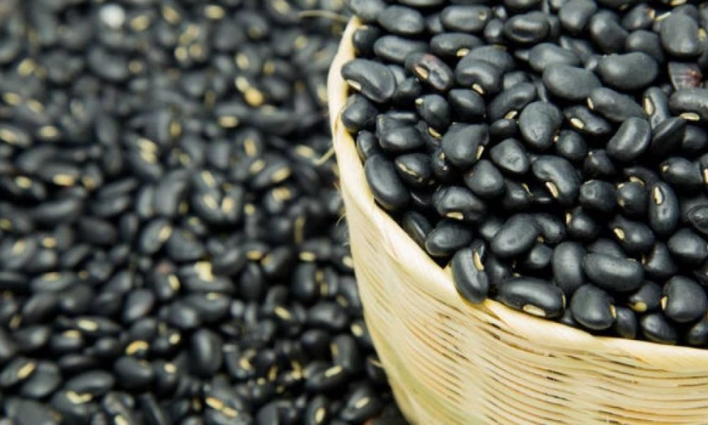 Frijol negro o pinto, la nueva propuesta de siembra para Sinaloa: Rubén ...