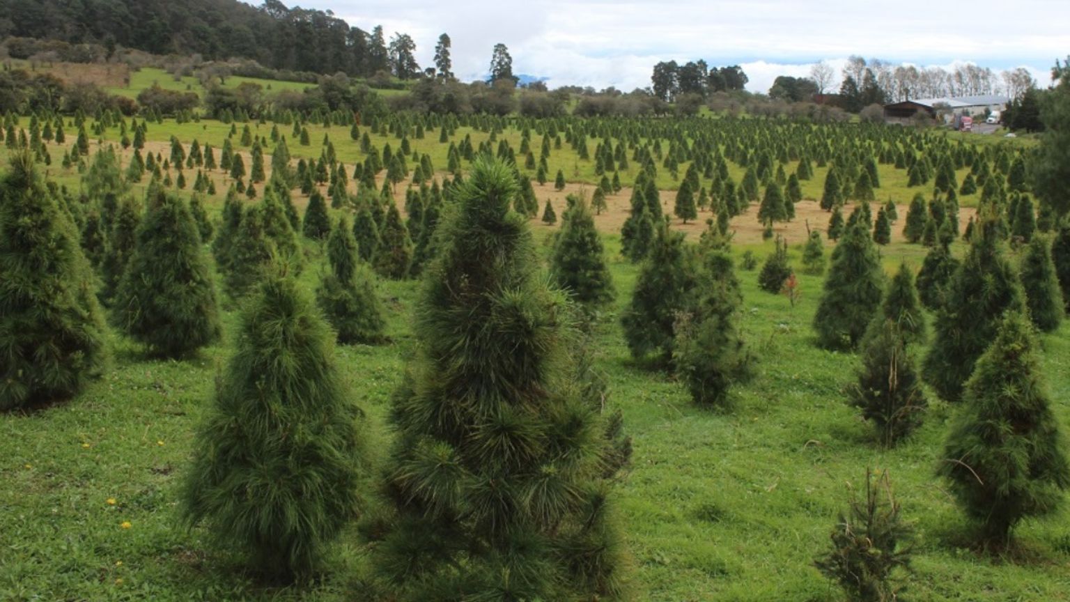 Pinos naturales en tu hogar para esta Navidad... ¿Por qué no? - Punto MX
