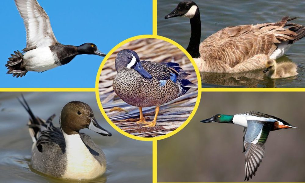 Prepara tu cámara. Checa qué aves migratorias nos visitan en esta ...