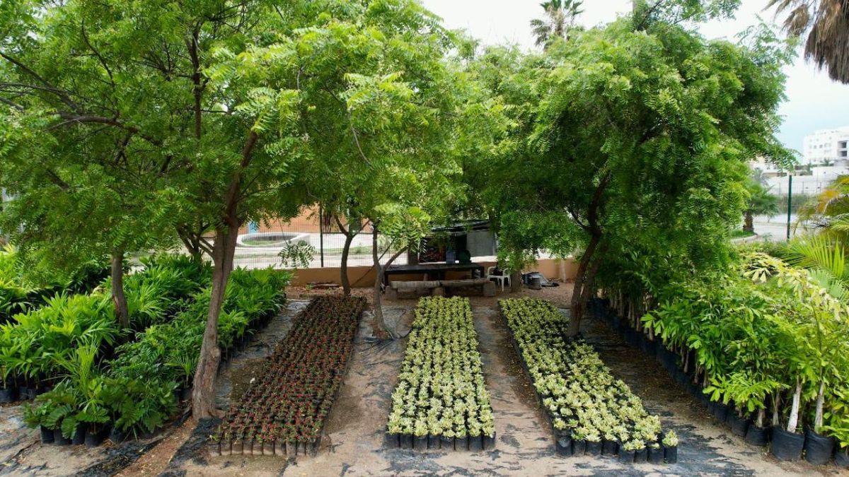 Árboles que puedes pedir en el vivero municipal ¡gratis! - Punto MX