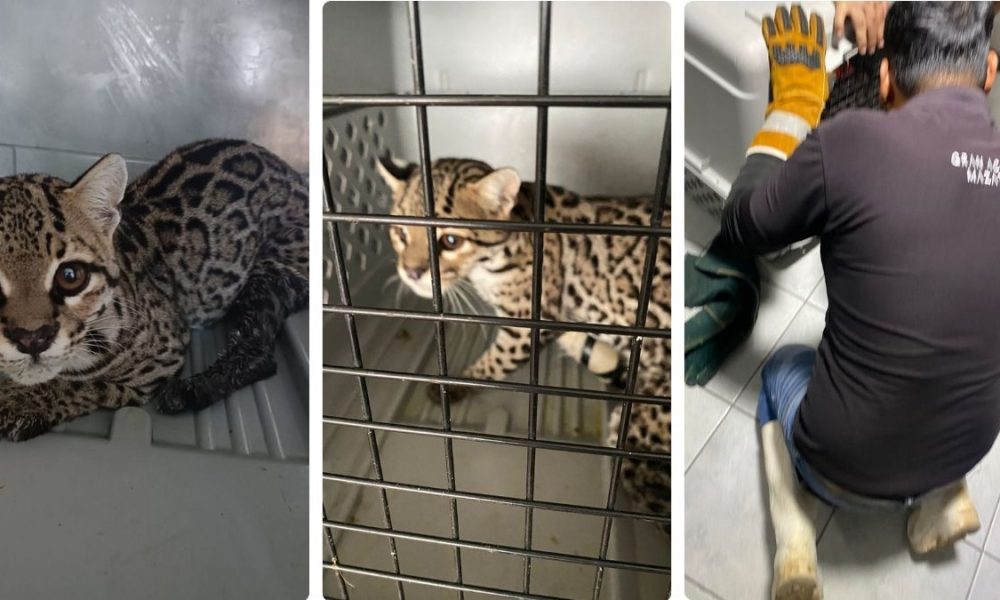 Un felino fue rescatado en Concordia, ya está en Gran Acuario Mazatlán ...