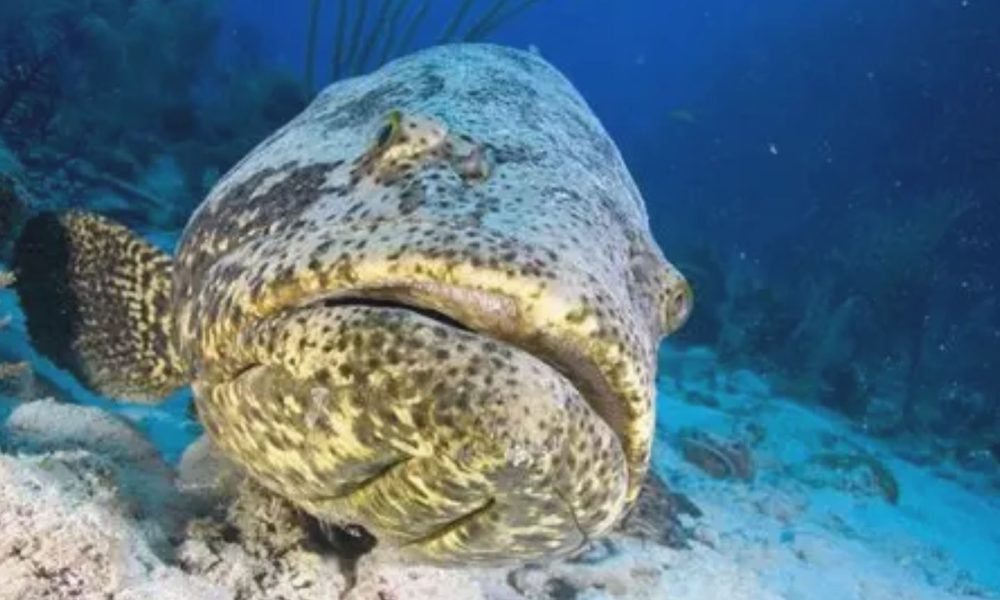 Mero Goliat: El pez gigante que promete revolucionar la pesca en ...